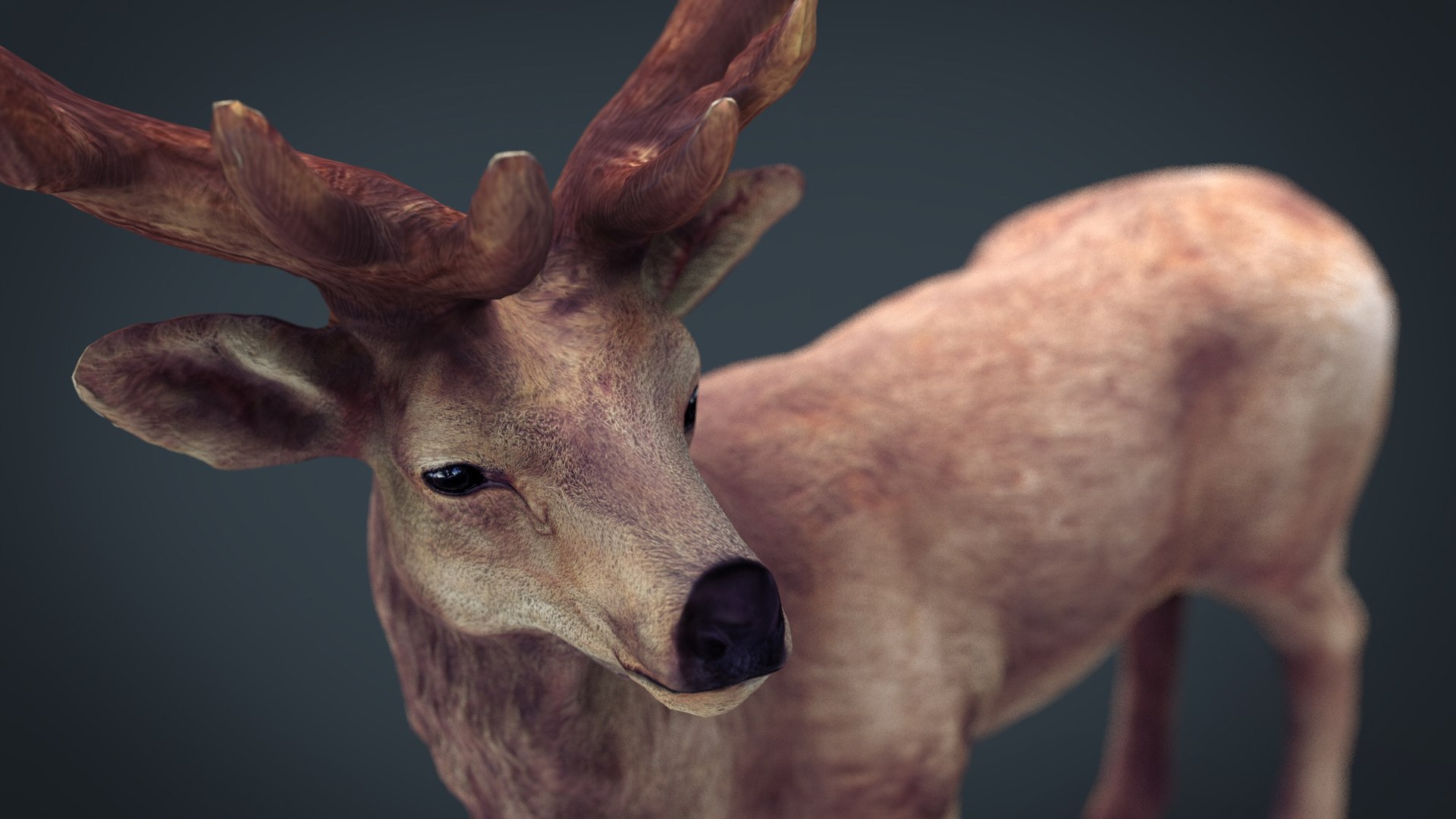 Red Deer 3D Model - TurboSquid 1204152