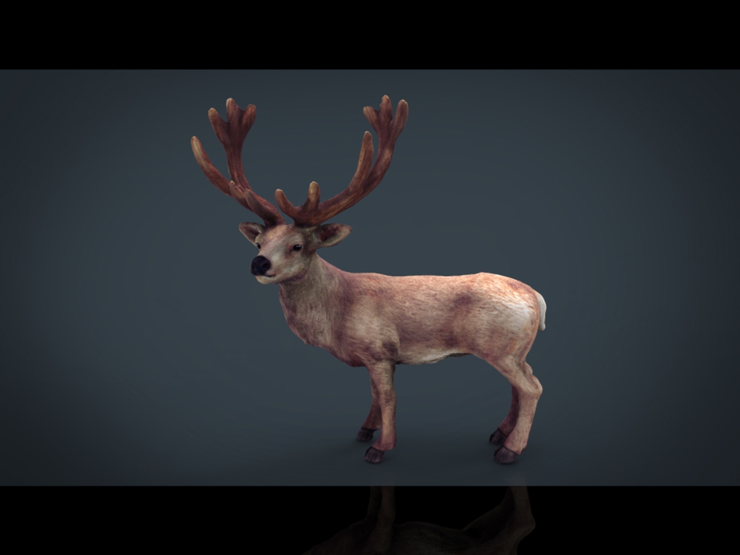 Red Deer 3D Model - TurboSquid 1204152
