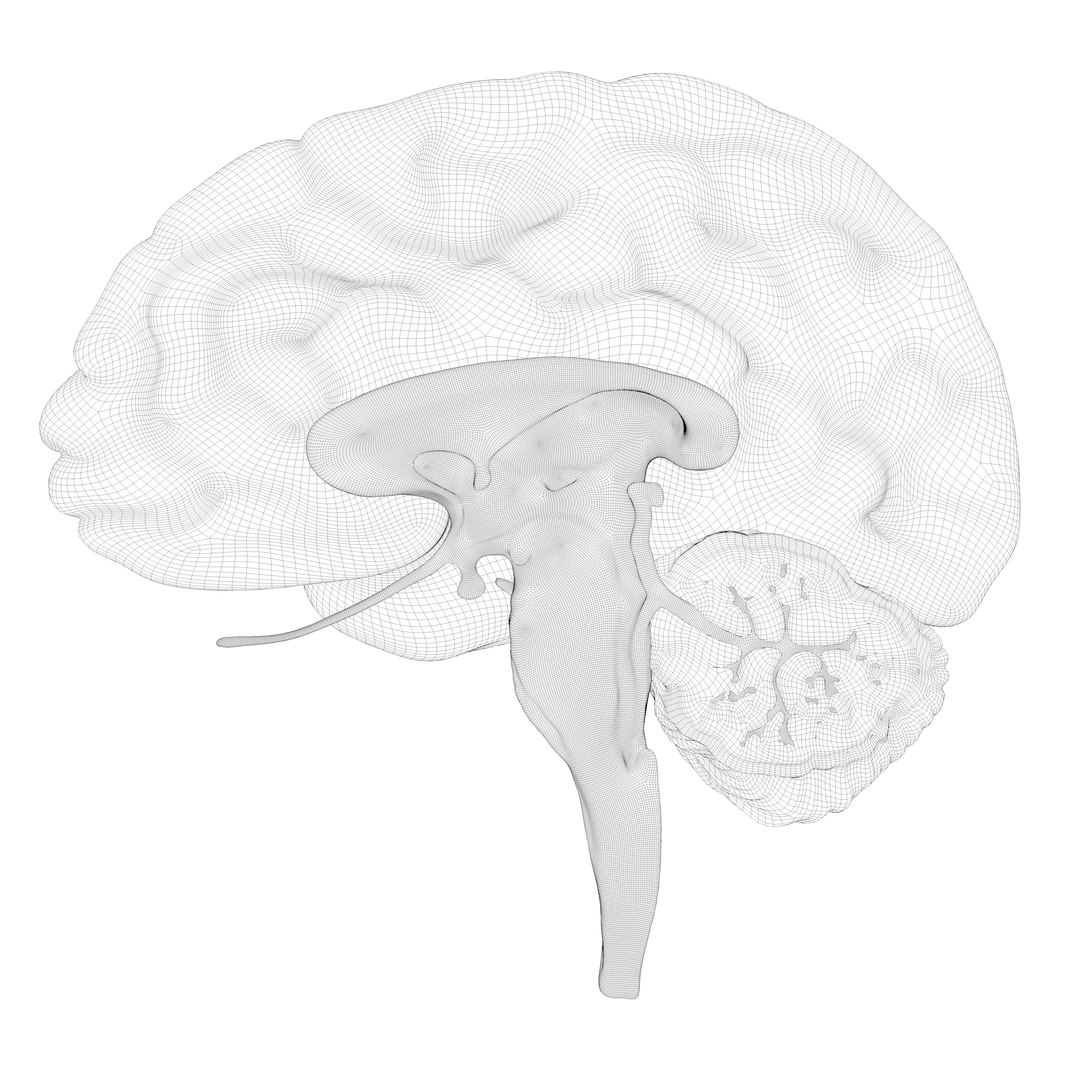 Human Brain Cross Section Anatomy 3D Model - TurboSquid 2068961