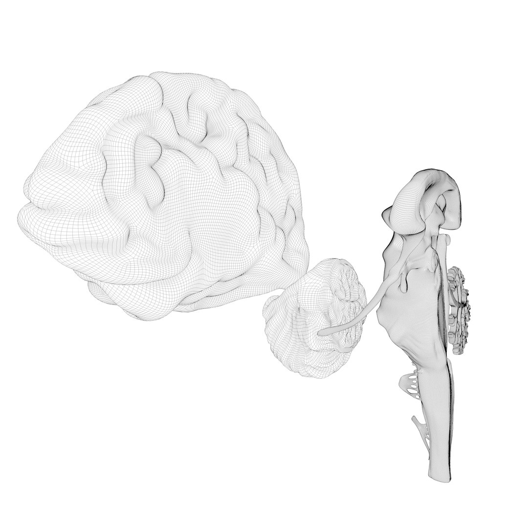 Human Brain Cross Section Anatomy 3D Model - TurboSquid 2068961