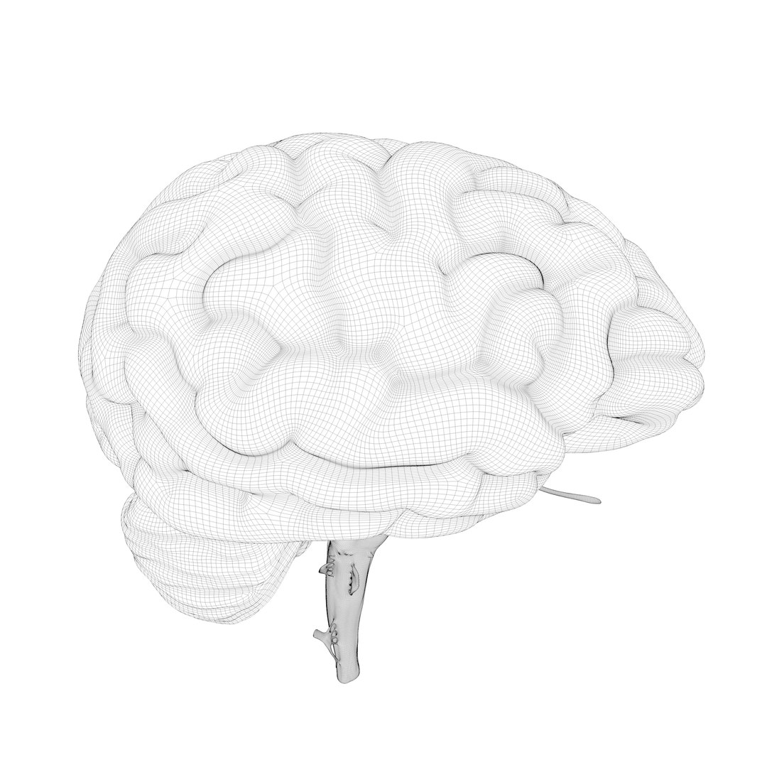 Human Brain Cross Section Anatomy 3D Model - TurboSquid 2068961