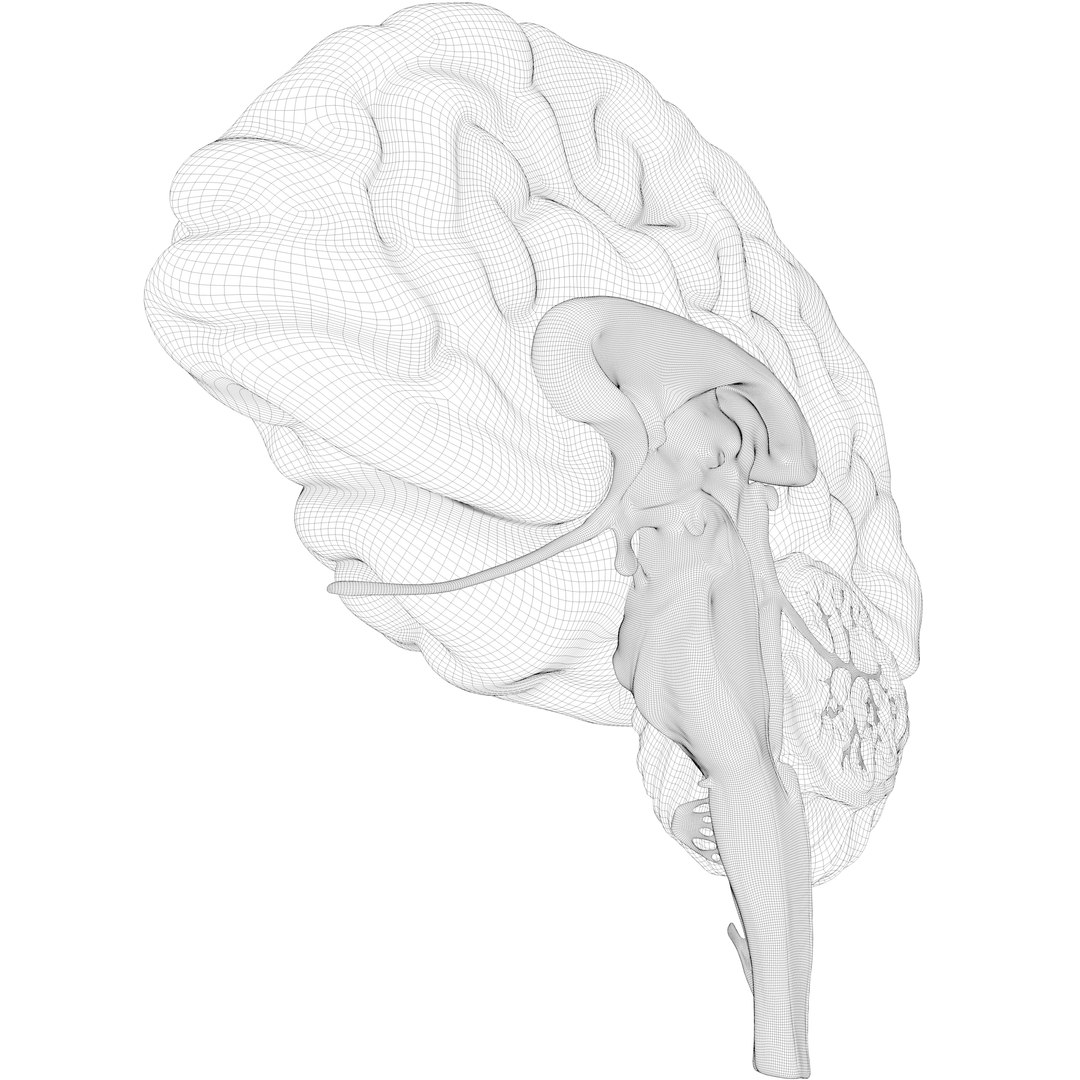 Human Brain Cross Section Anatomy 3D Model - TurboSquid 2068961