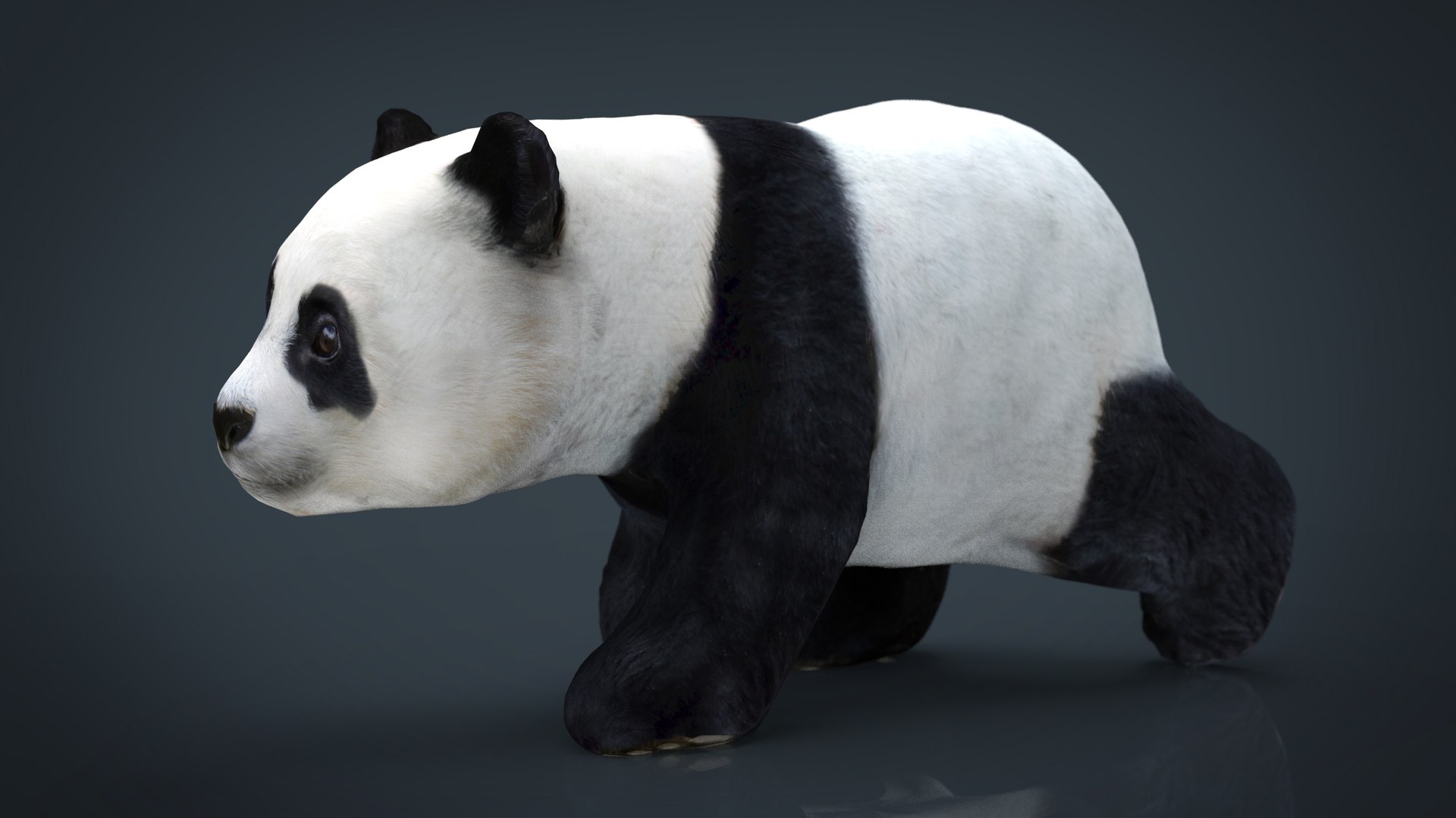Panda 3D Model - TurboSquid 1204842