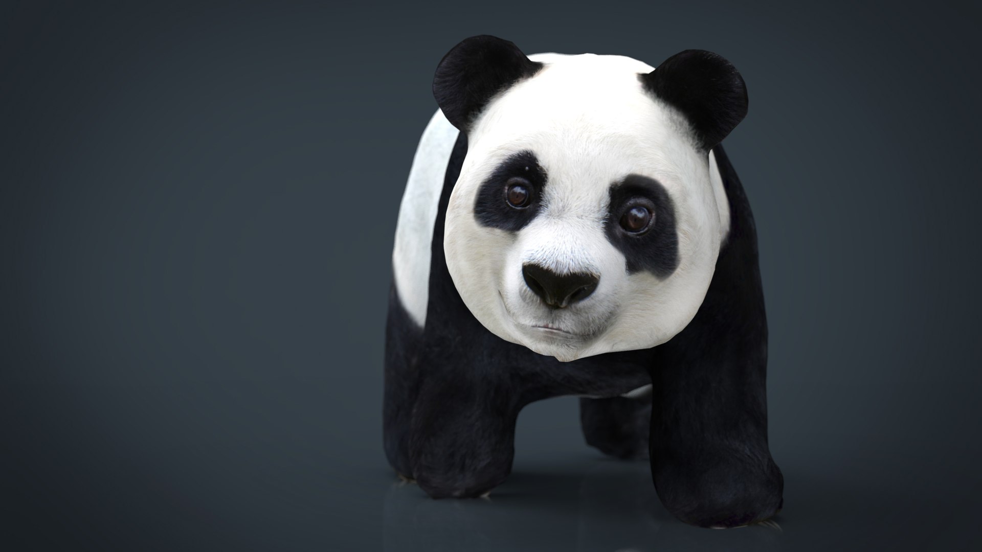 Panda 3D Model - TurboSquid 1204842