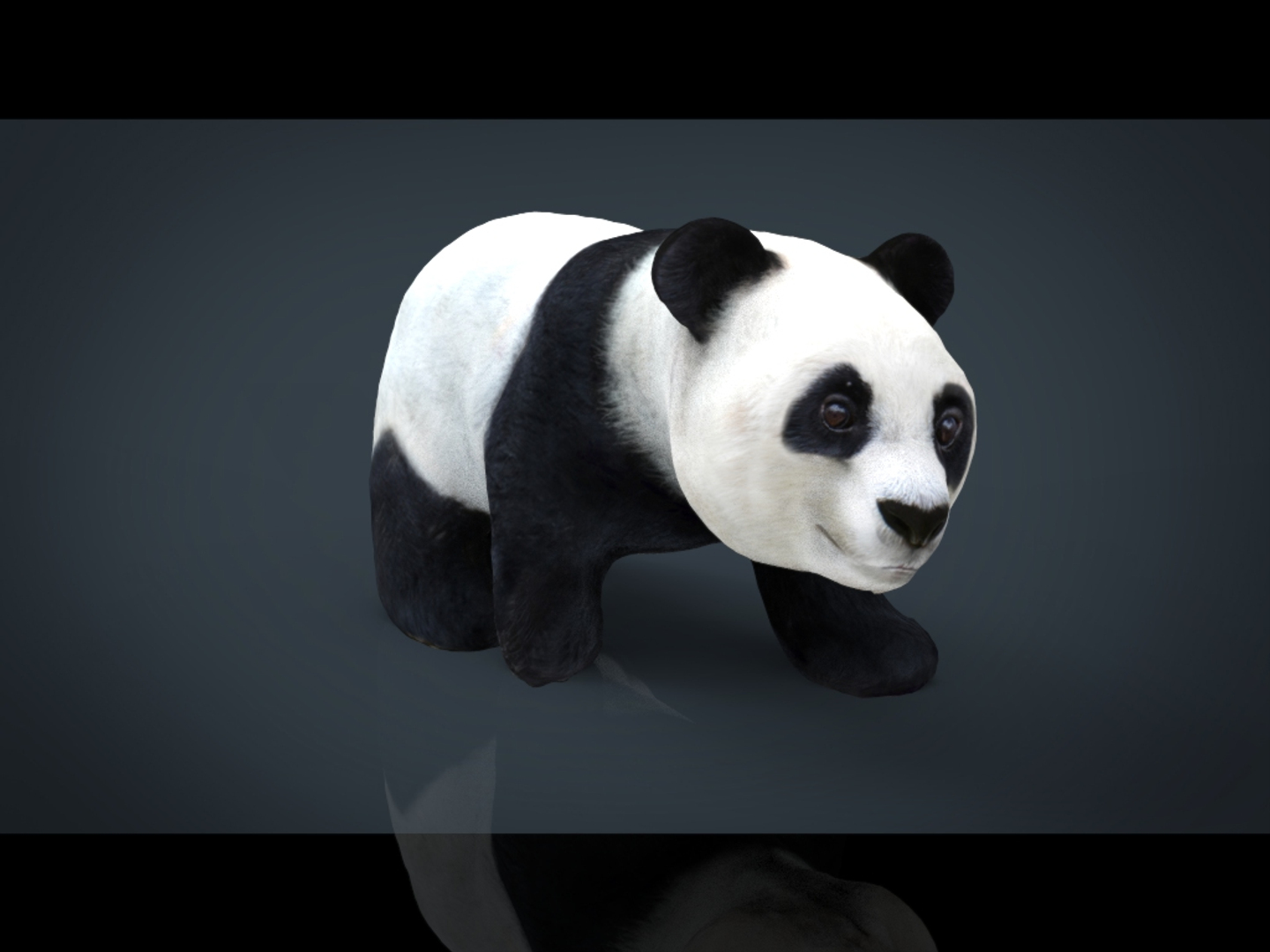 Panda 3D Model - TurboSquid 1204842