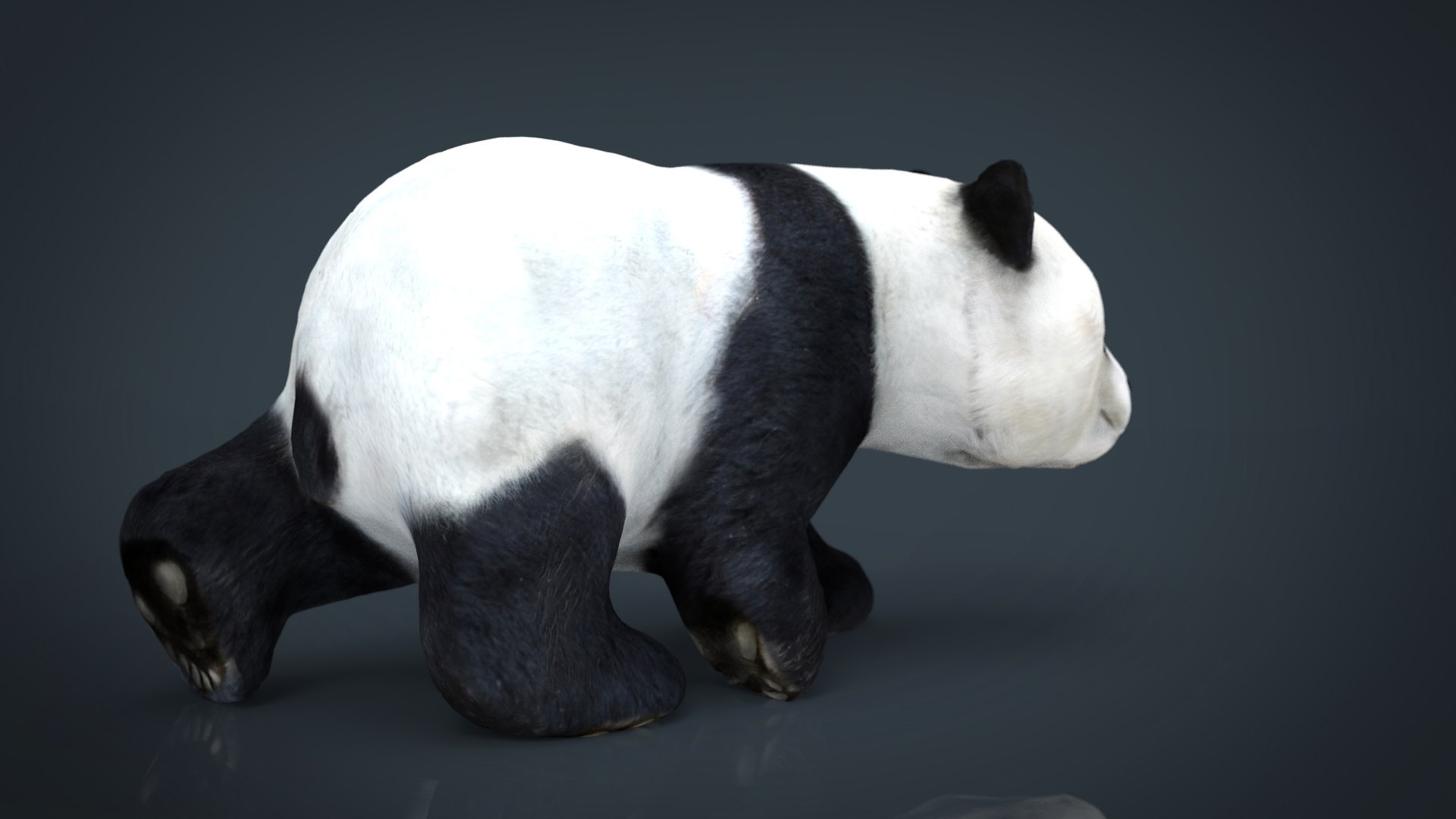Panda 3D Model - TurboSquid 1204842