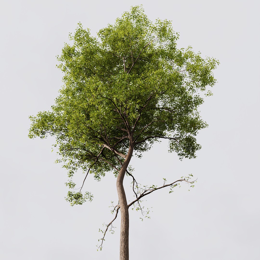 HQ Plants Ash Tree Tall 3D model - TurboSquid 2129275