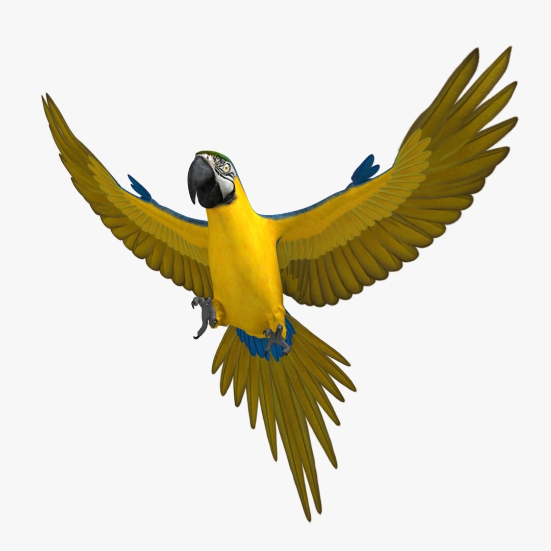 Ara Ararauna Blue-and-yellow Macaw Obj