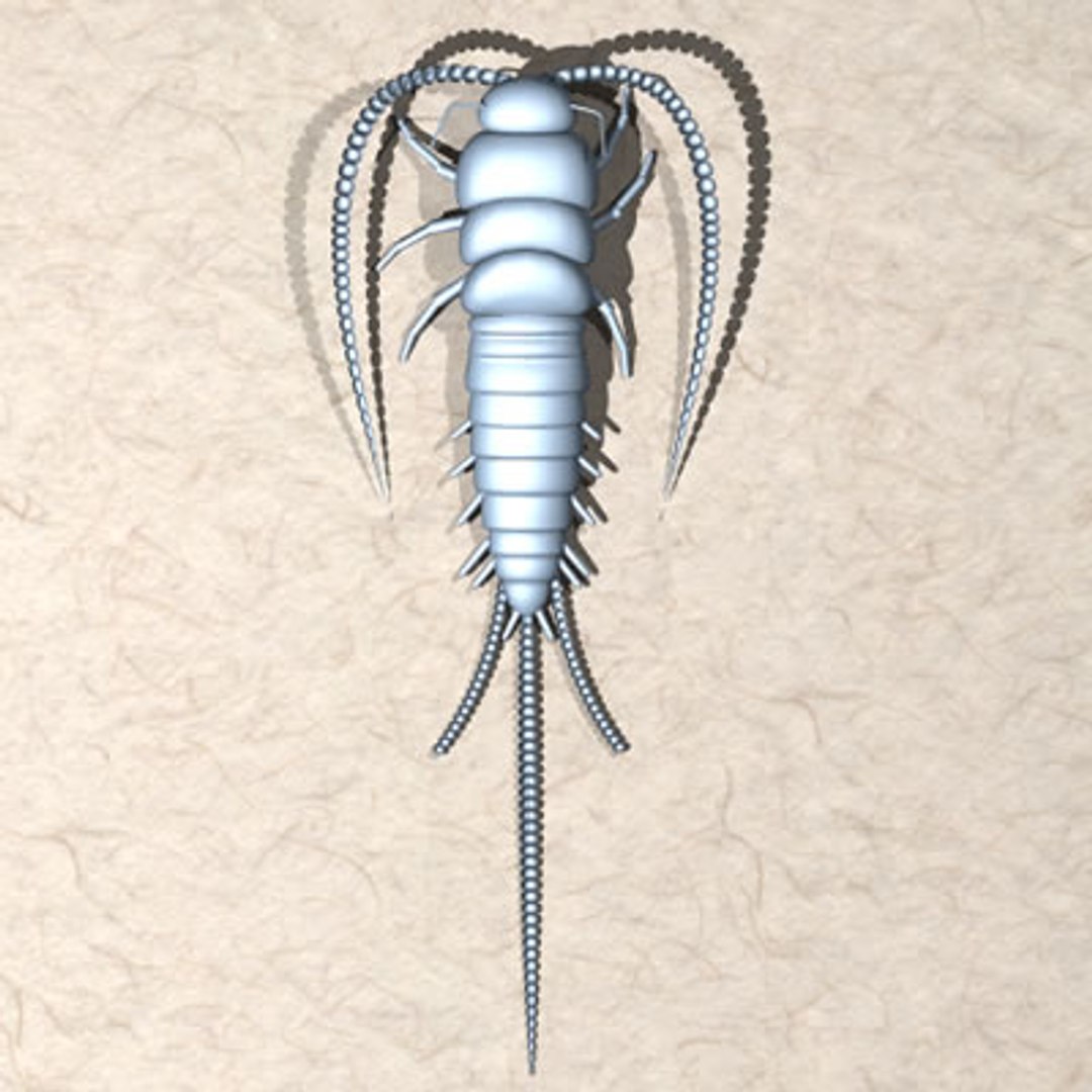 3d Silverfish Insect Model
