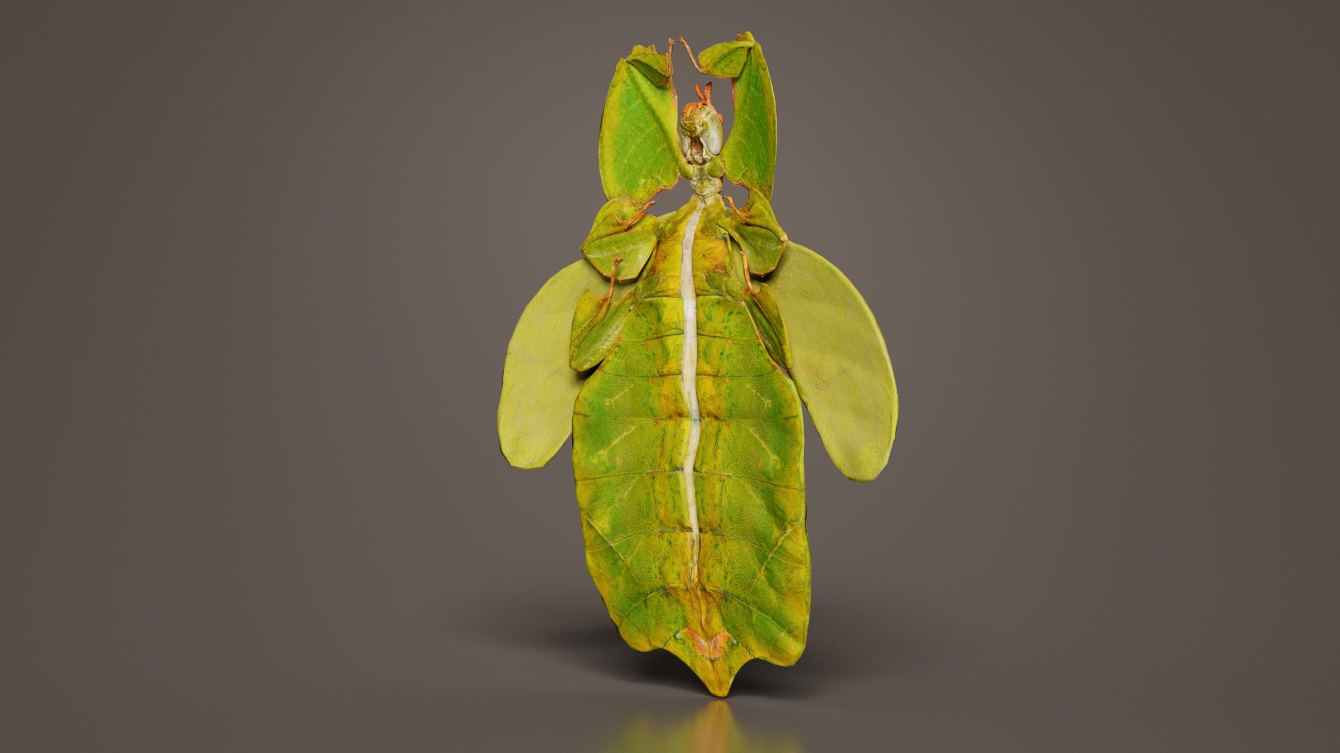 Walking Leaf Phylliidae Leaf Insect Remastered 3D Model - TurboSquid ...