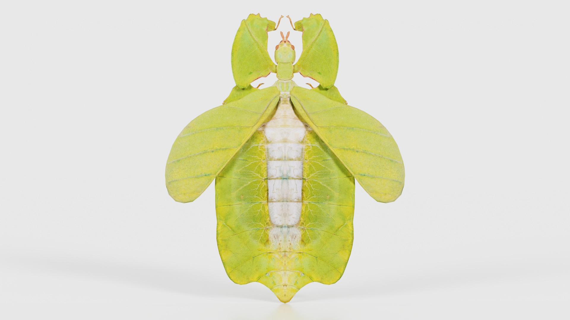 Walking Leaf Phylliidae Leaf Insect Remastered 3D Model - TurboSquid ...