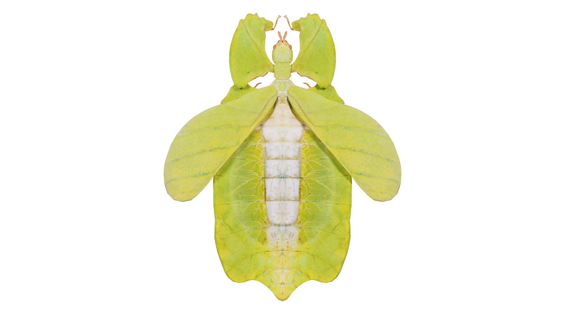 Walking Leaf Phylliidae Leaf Insect Remastered 3D Model - TurboSquid ...