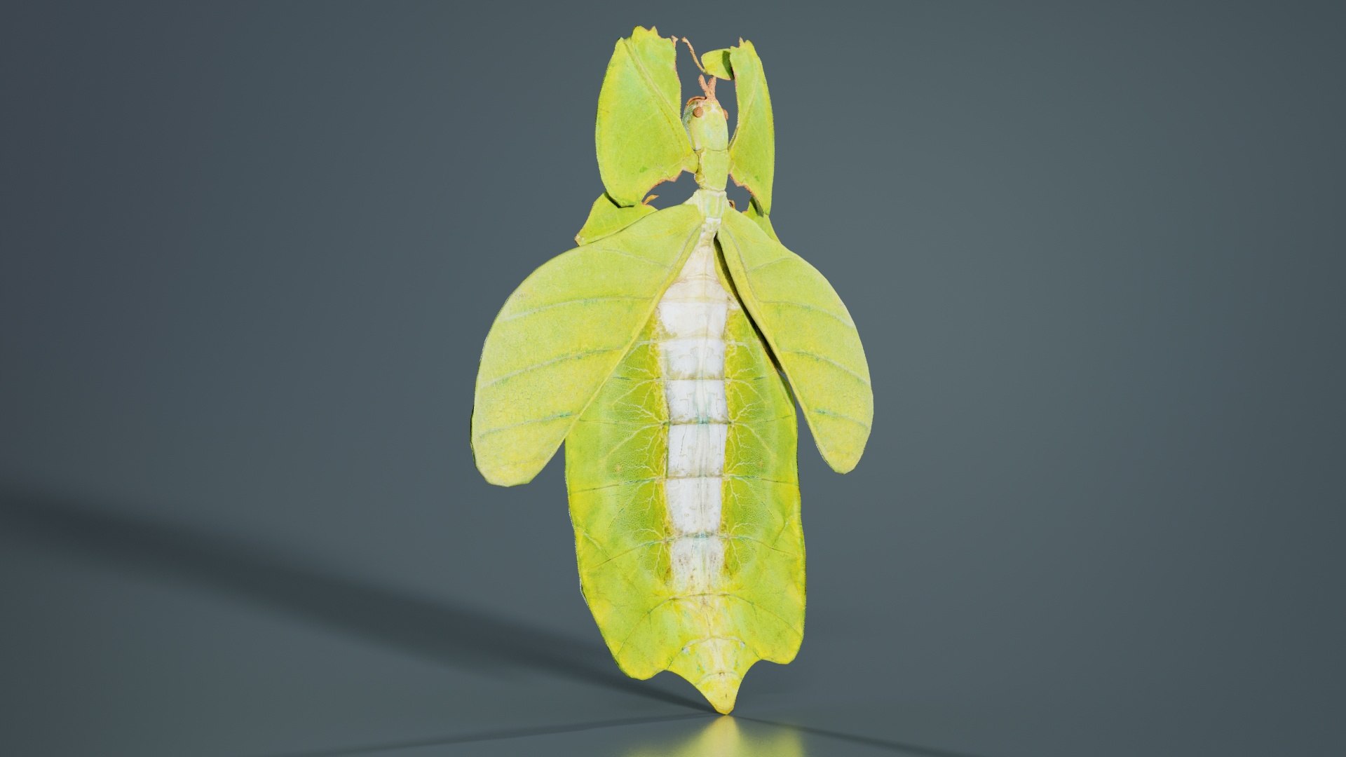 Walking Leaf Phylliidae Leaf Insect Remastered 3D Model - TurboSquid ...