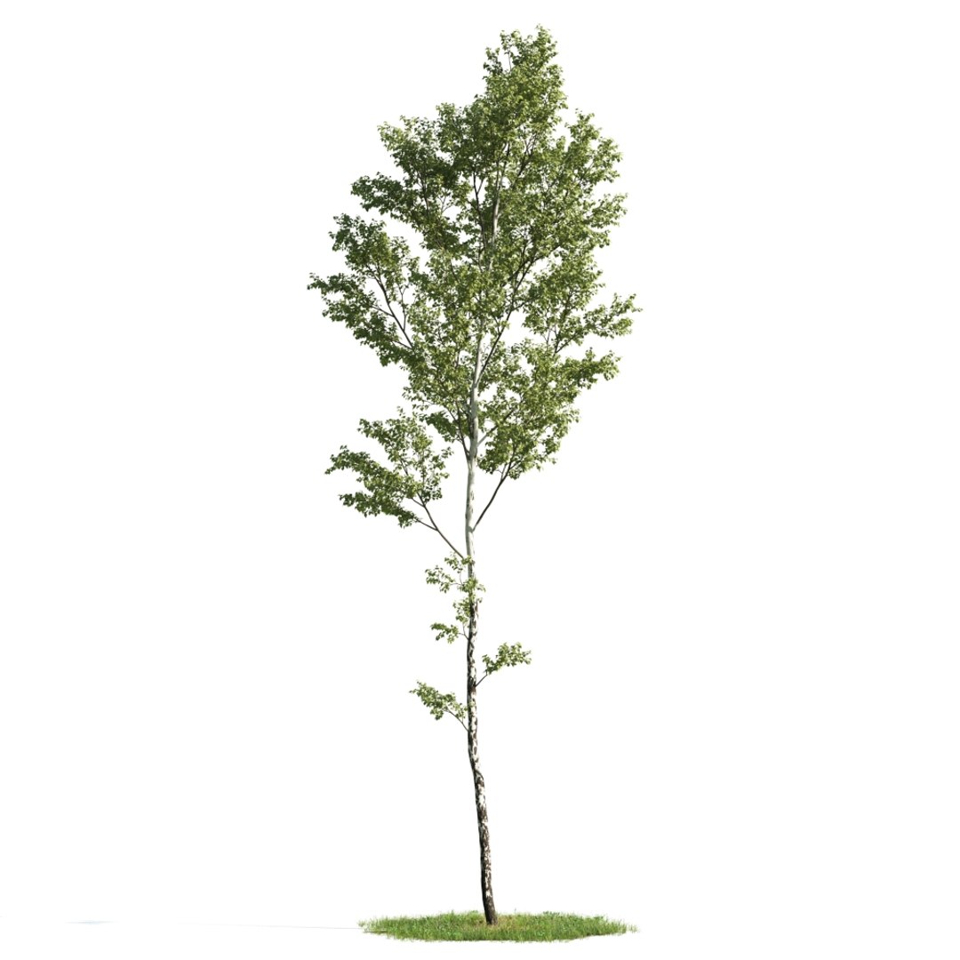 max archmodels vol 176 trees