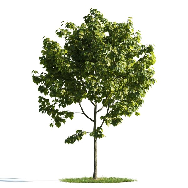 max archmodels vol 176 trees