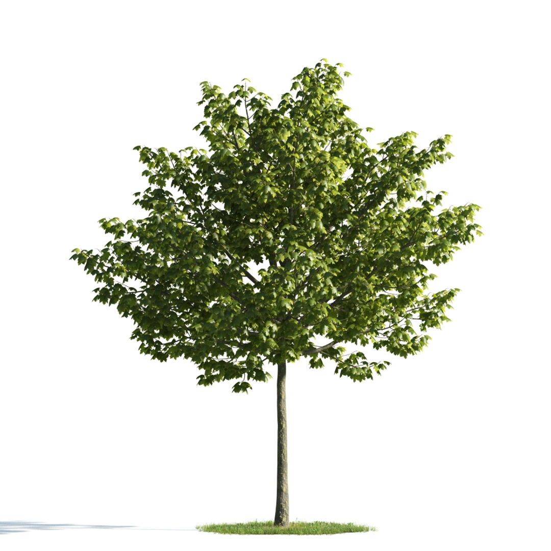 max archmodels vol 176 trees