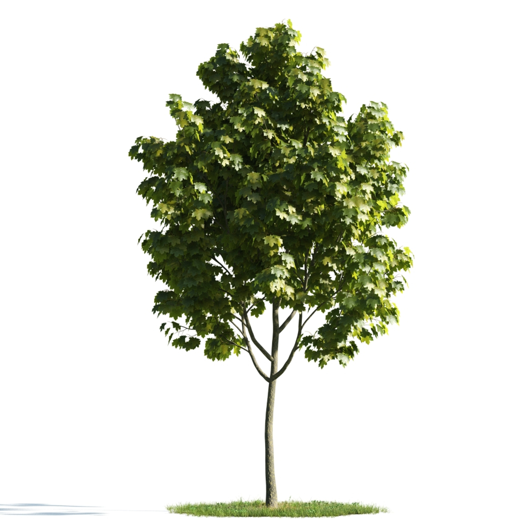 max archmodels vol 176 trees
