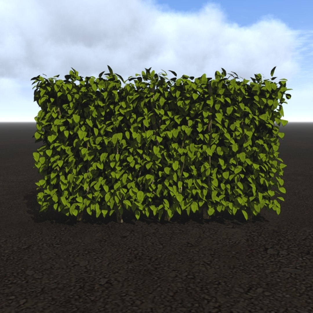 Hedge 3d Model