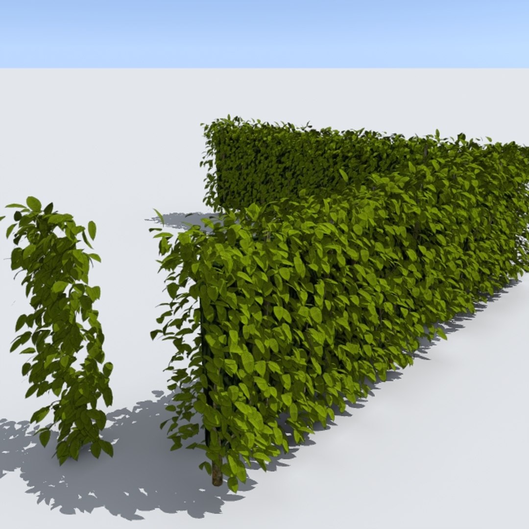 Hedge 3d Model