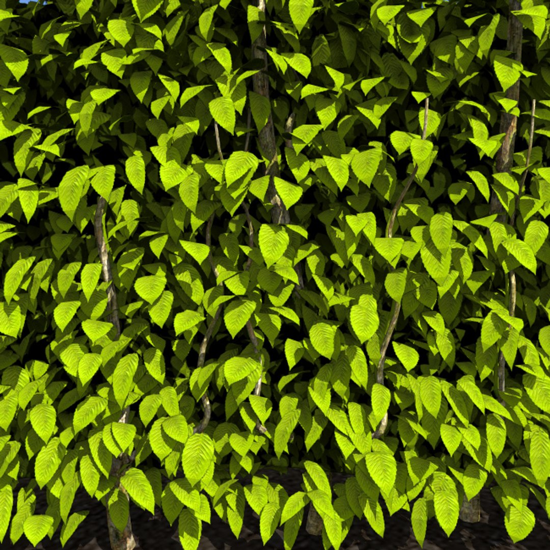 Hedge 3d Model