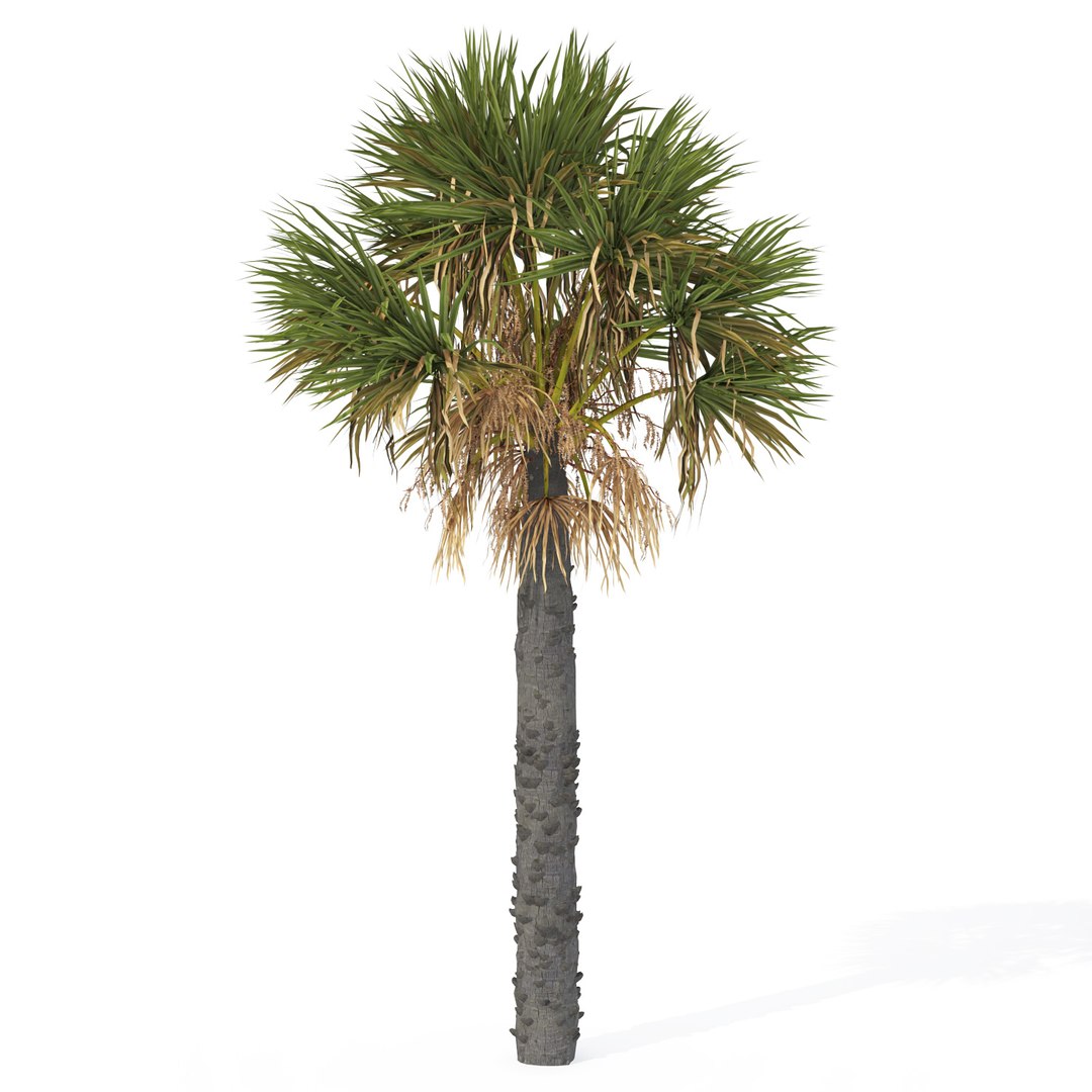 Tropical Dvd Trees Plants 3d Model