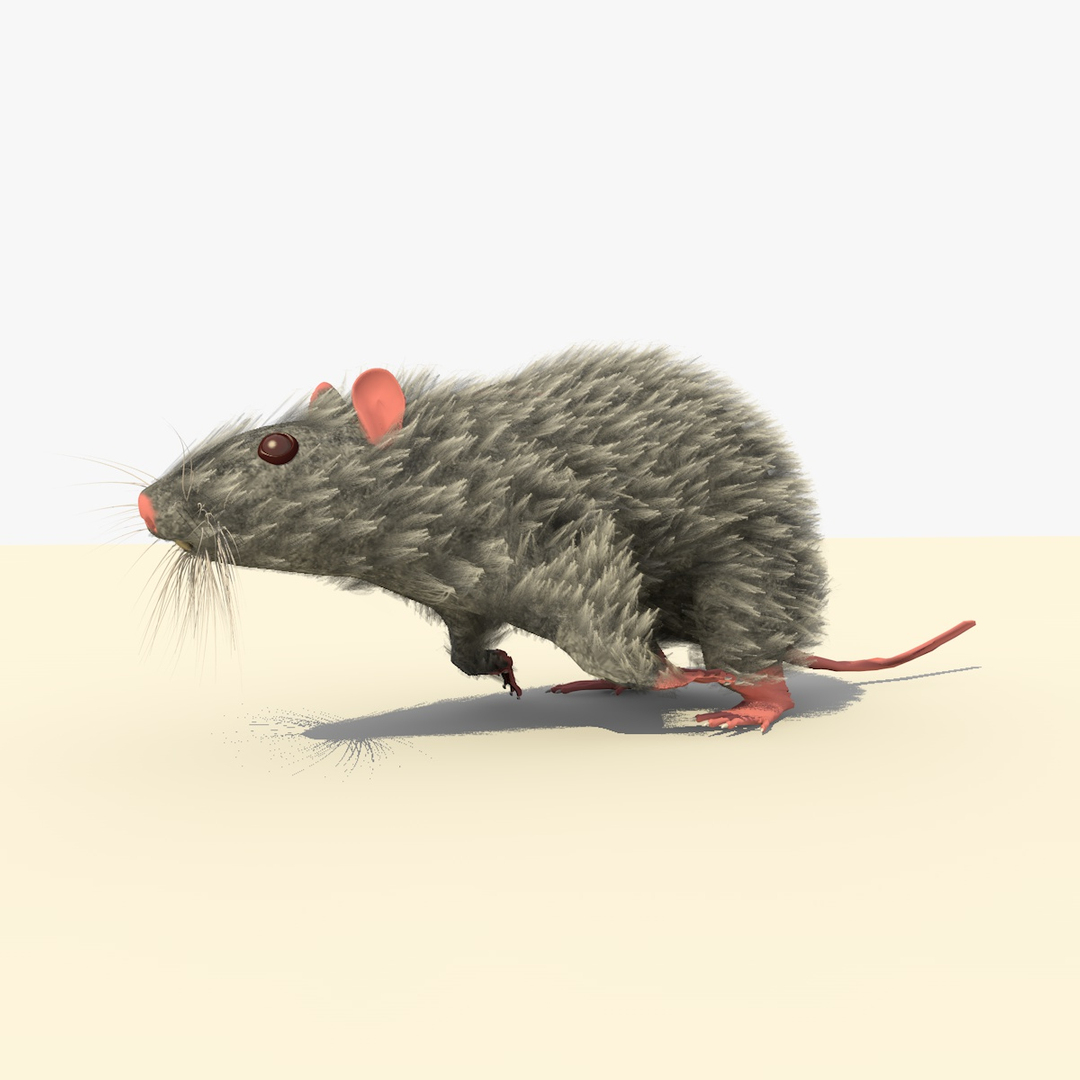 Grey Running Mouse Animations C4d