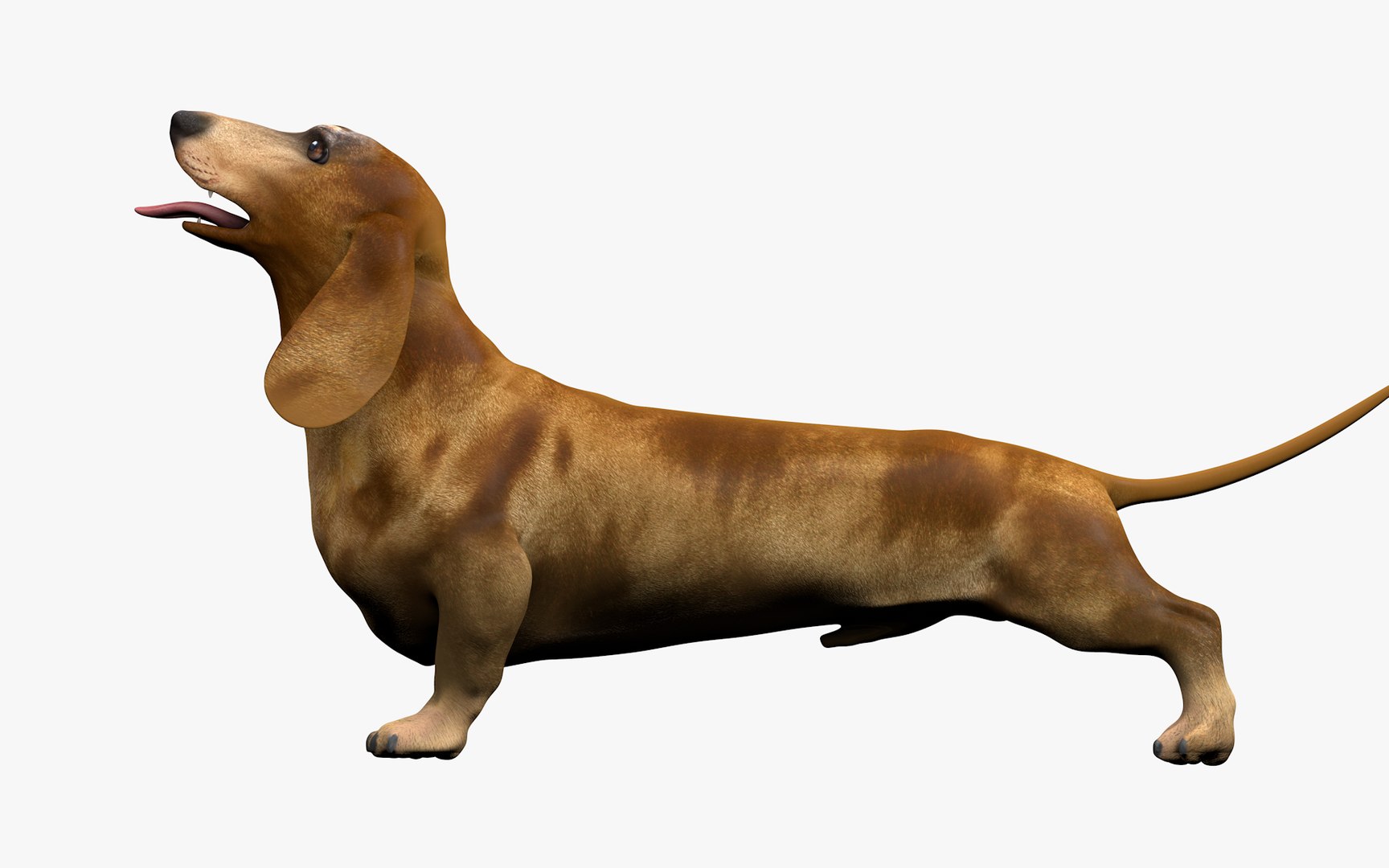 3D Dachshund Rigged L1812 - TurboSquid 1963899