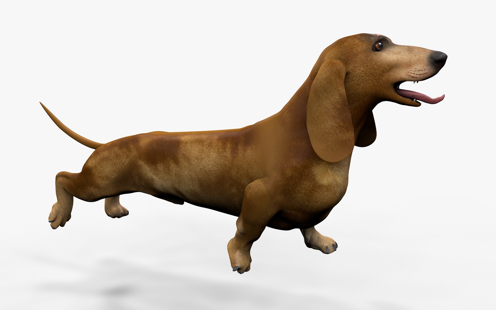 3D Dachshund Rigged L1812 - TurboSquid 1963899