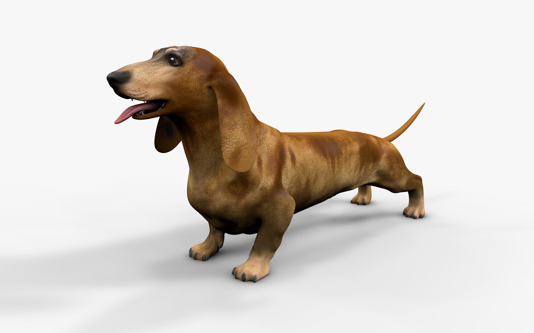 3D Dachshund Rigged L1812 - TurboSquid 1963899