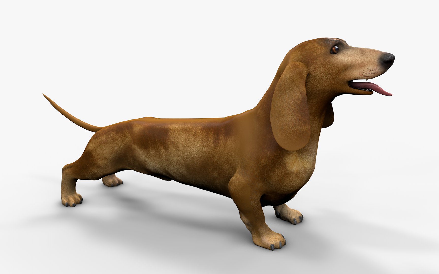3D Dachshund Rigged L1812 - TurboSquid 1963899