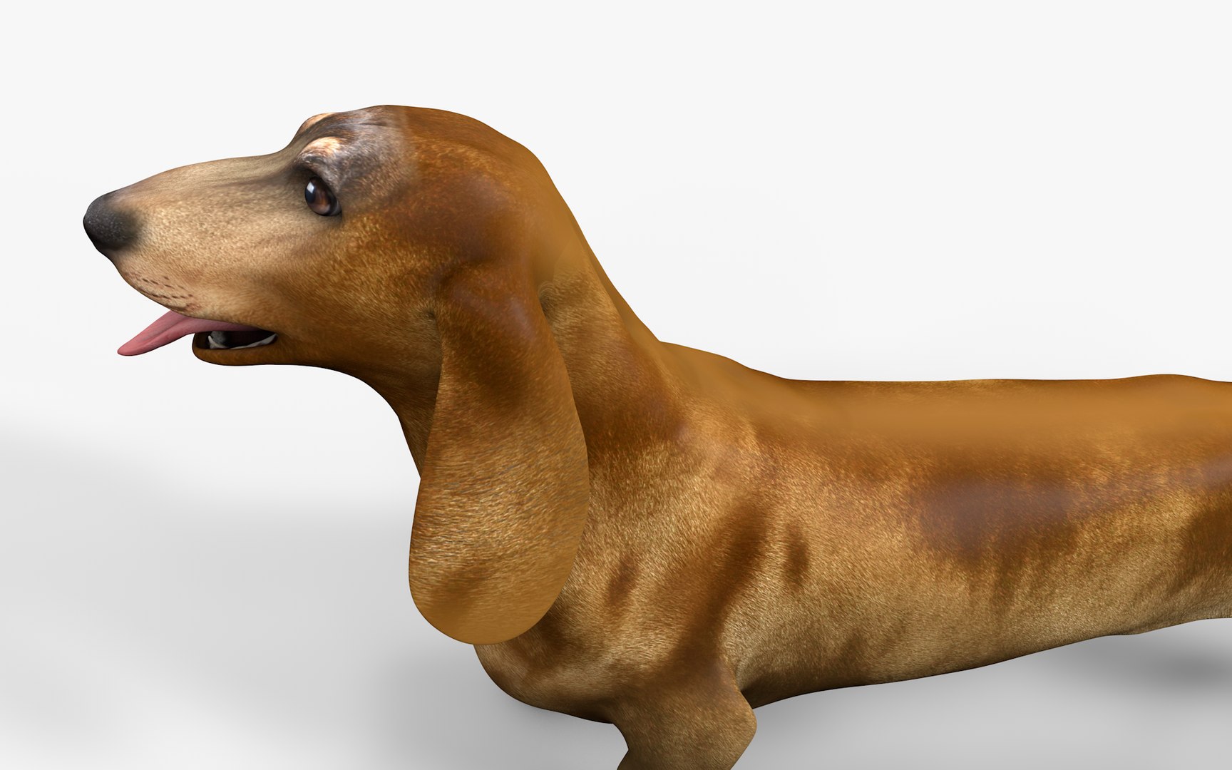 3D Dachshund Rigged L1812 - TurboSquid 1963899
