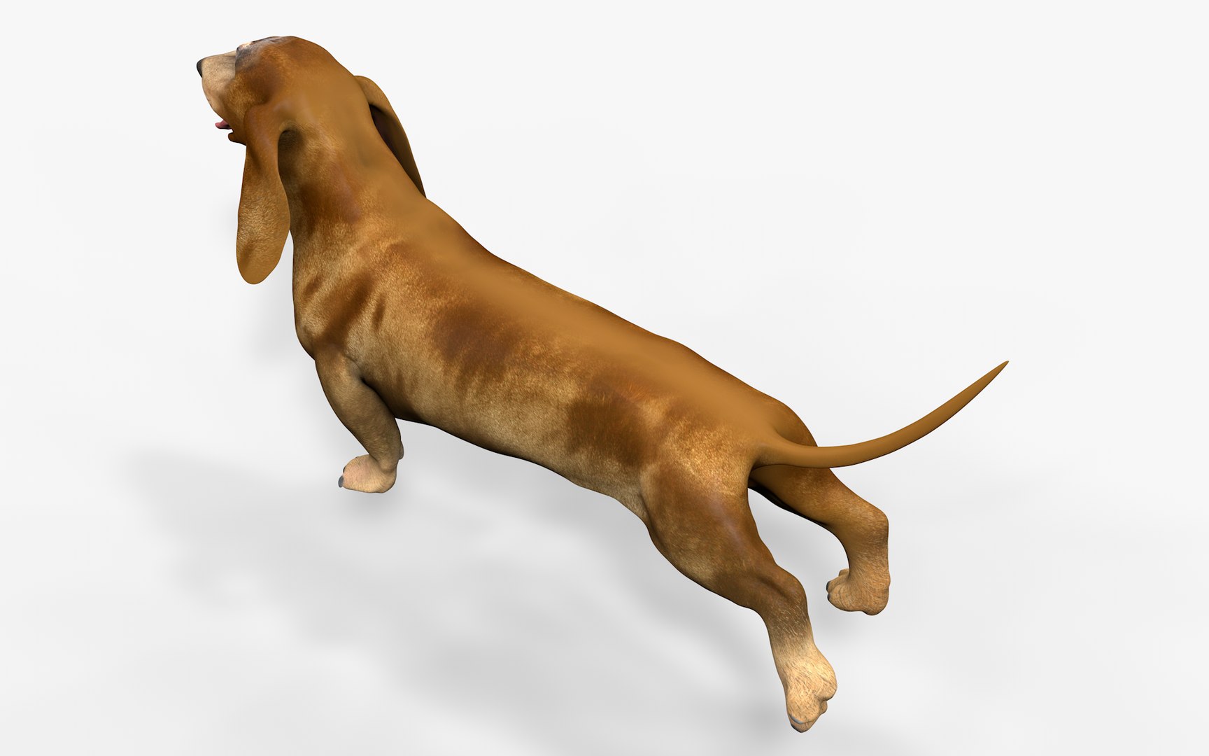 3D Dachshund Rigged L1812 - TurboSquid 1963899