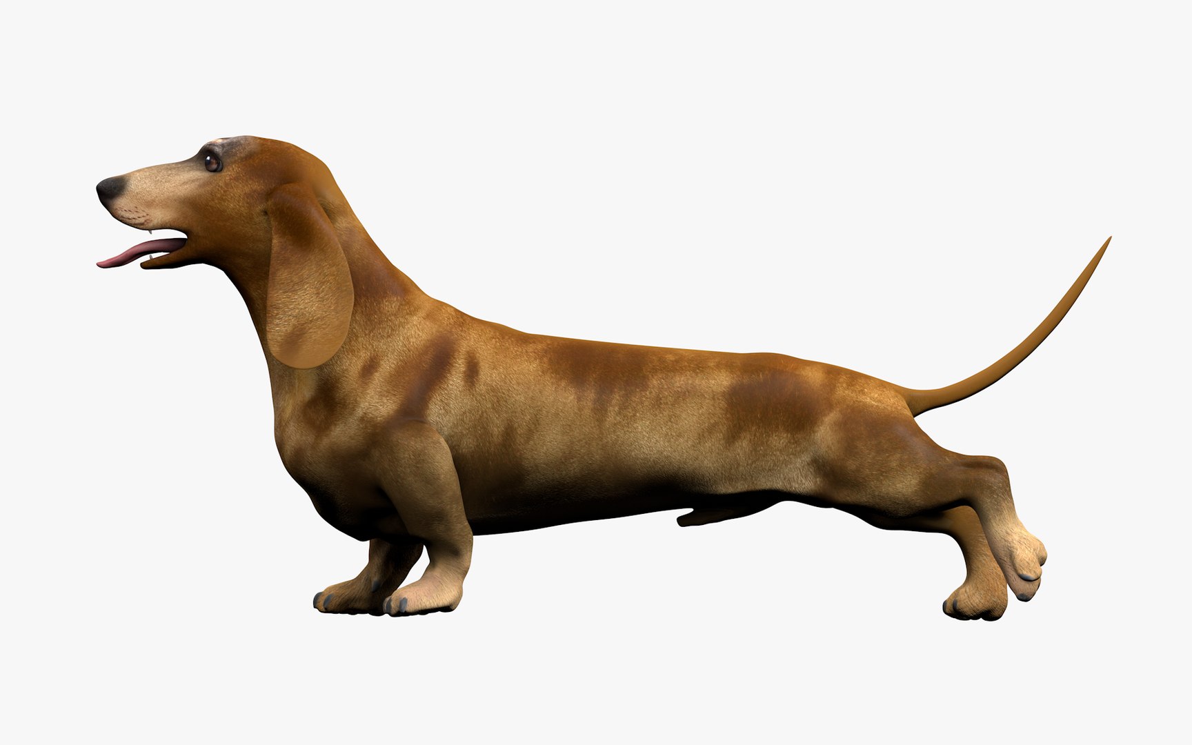 3D Dachshund Rigged L1812 - TurboSquid 1963899