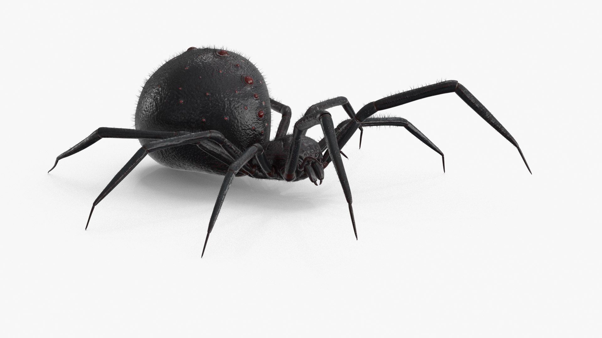 Spider Model - TurboSquid 2148854