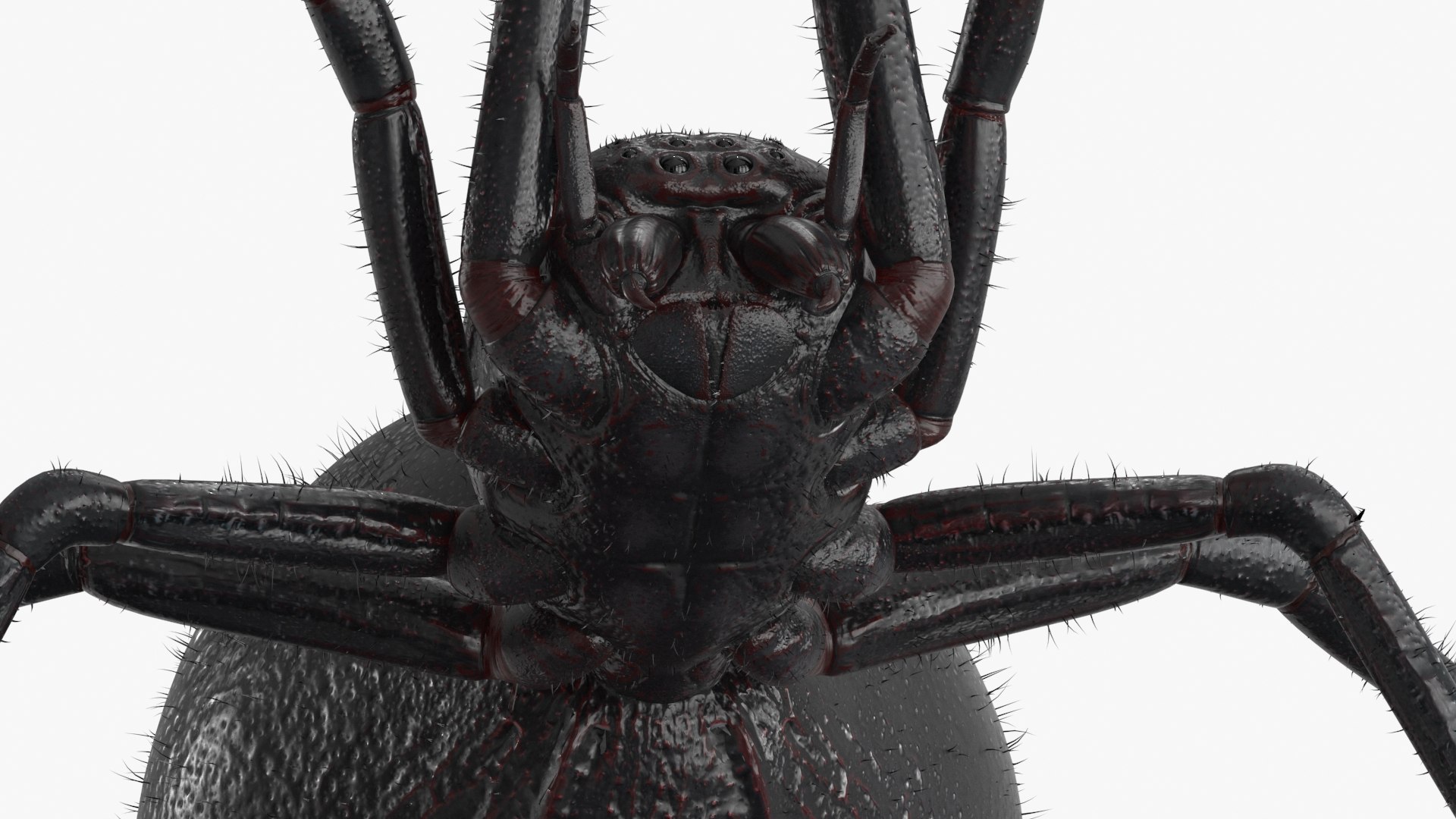 Spider Model - TurboSquid 2148854