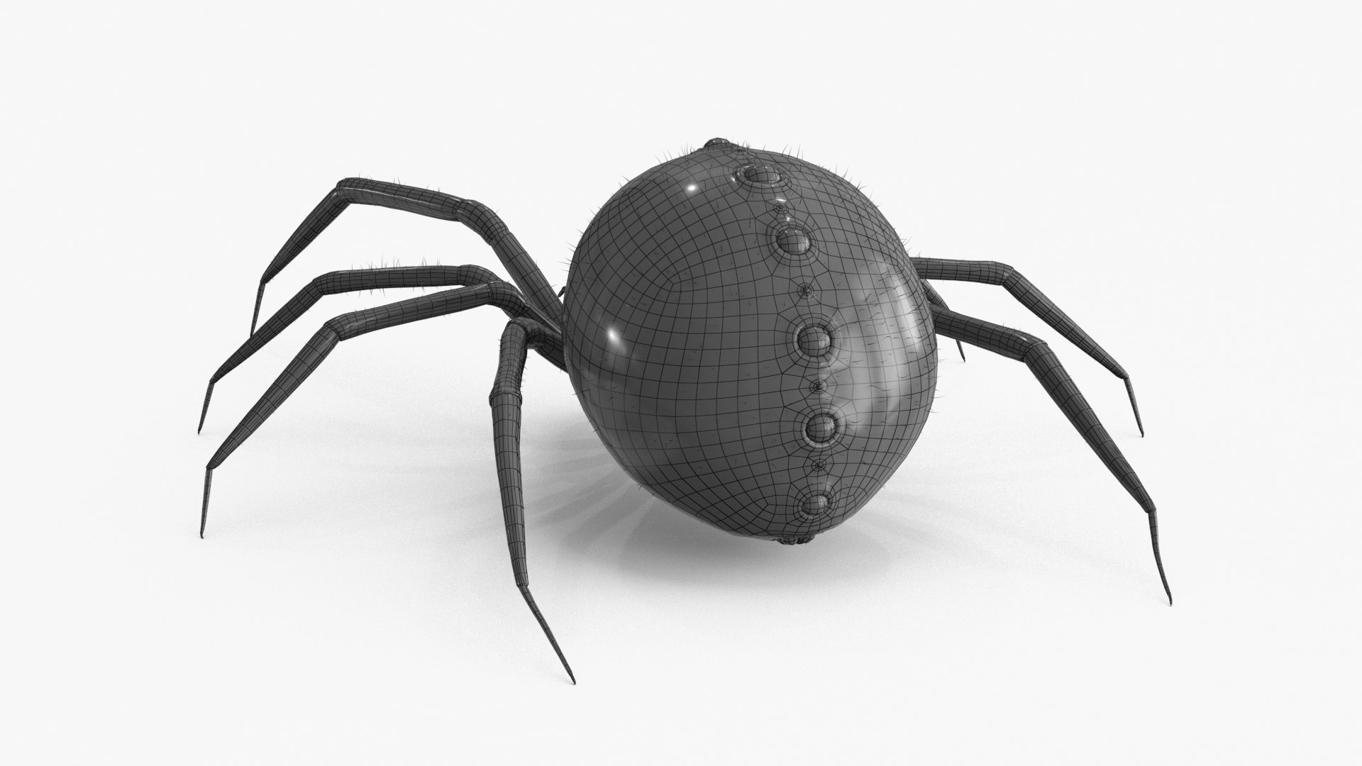 Spider Model - TurboSquid 2148854
