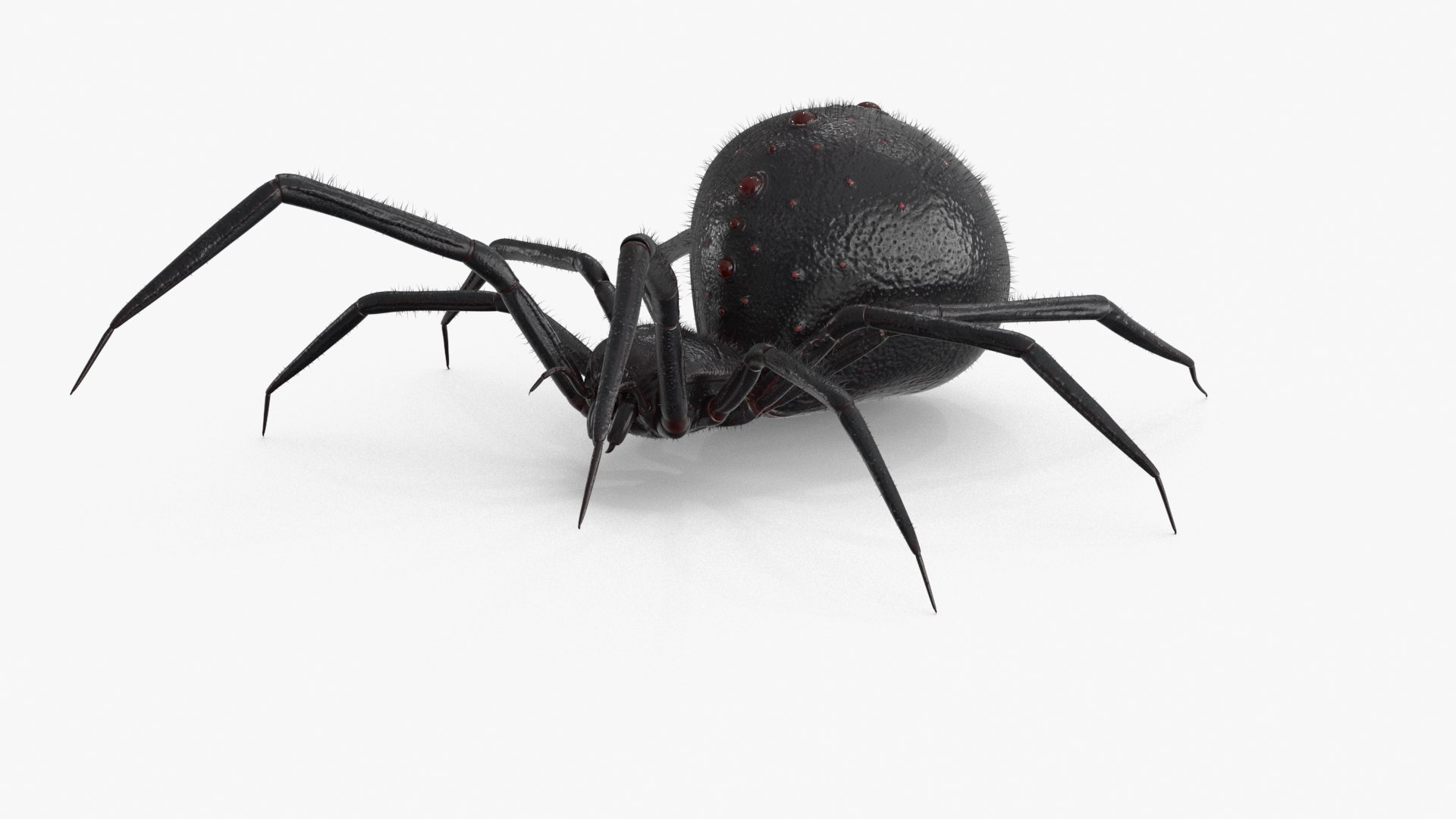 Spider Model - TurboSquid 2148854