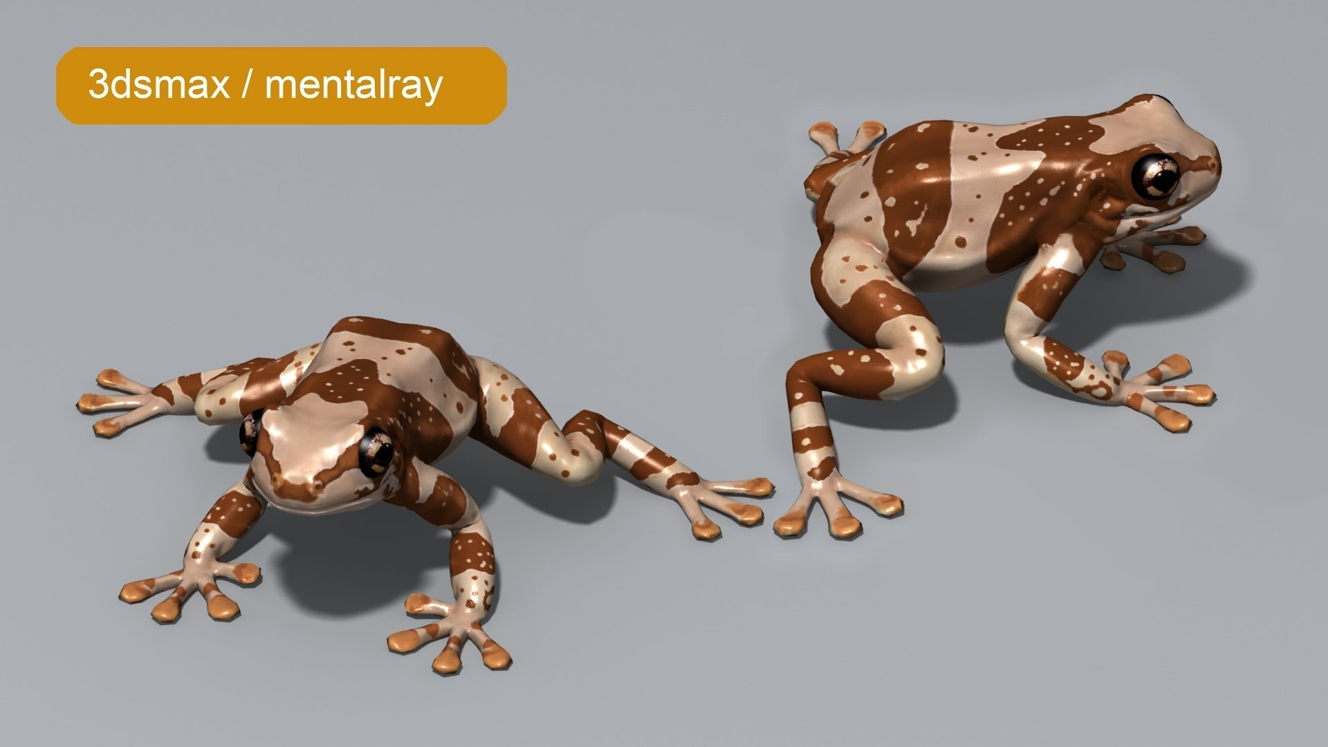 Amazon Milk Frog 3D Model - TurboSquid 2205711