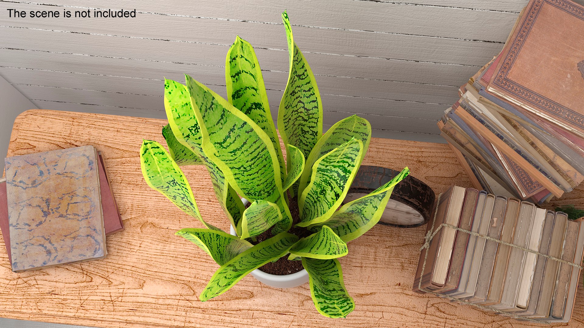 3D Saint Georges Sword Plant model - TurboSquid 2120445