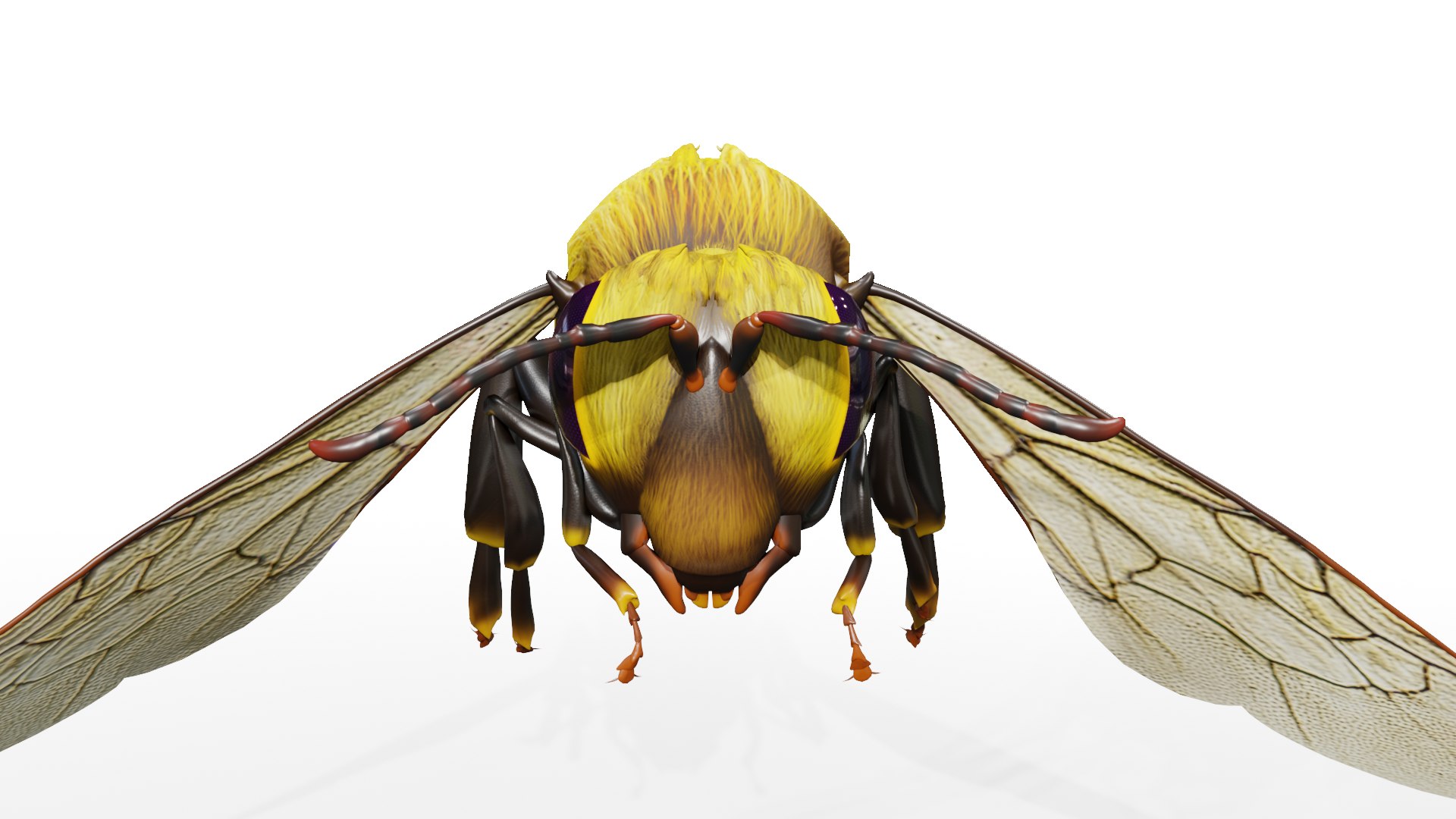 3D Model Detailed Animated Honey Bee - TurboSquid 2093598