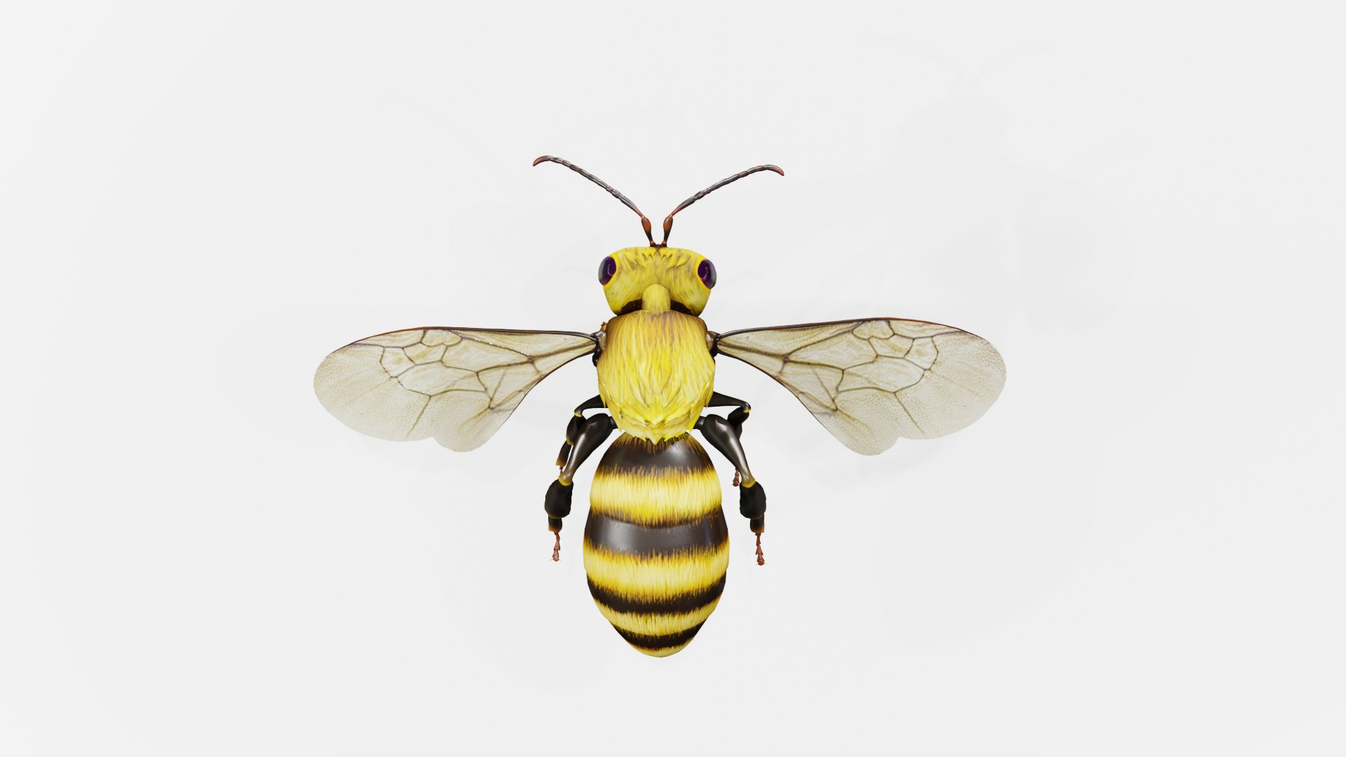 3D Model Detailed Animated Honey Bee - TurboSquid 2093598