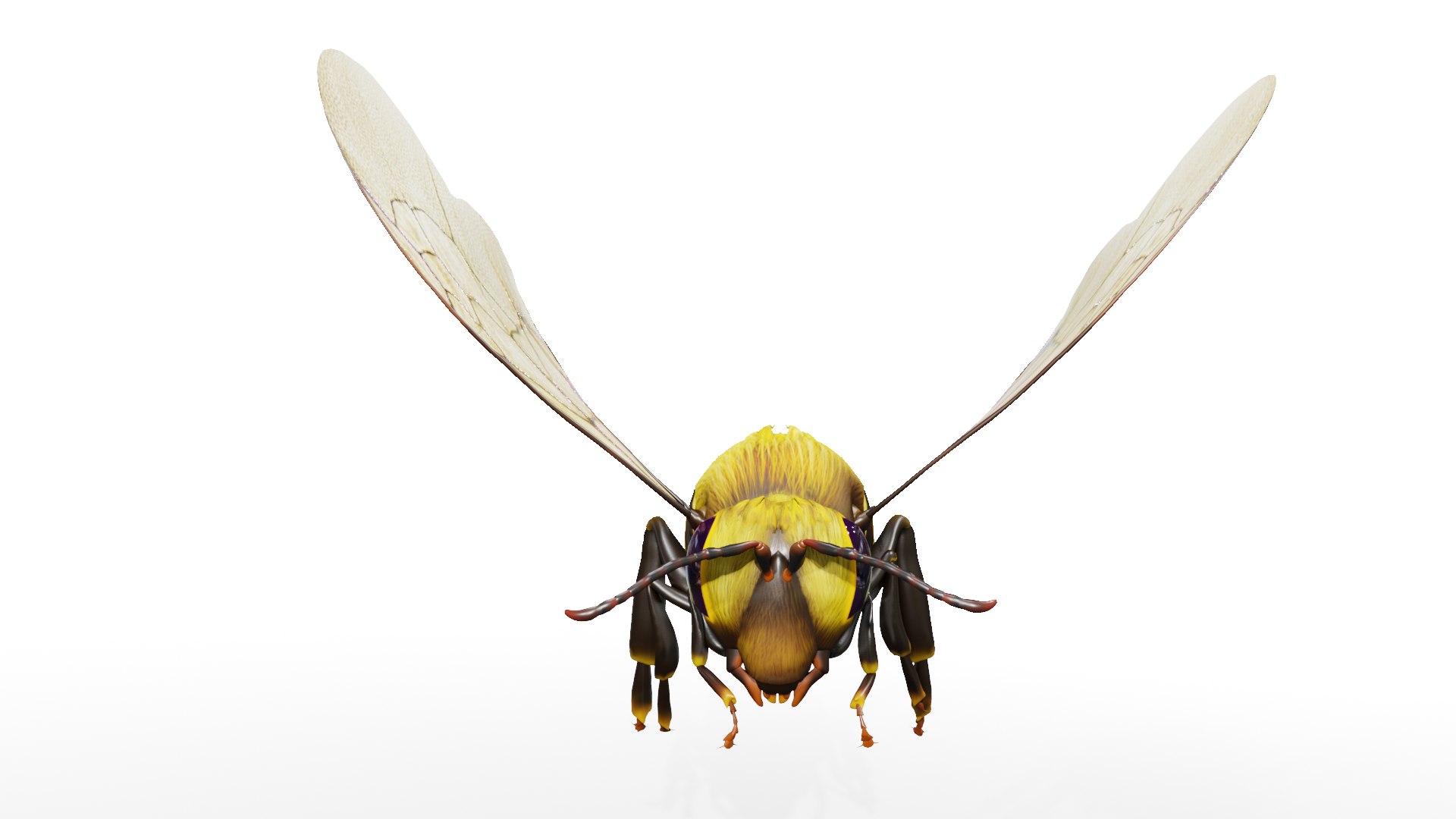 3D Model Detailed Animated Honey Bee - TurboSquid 2093598