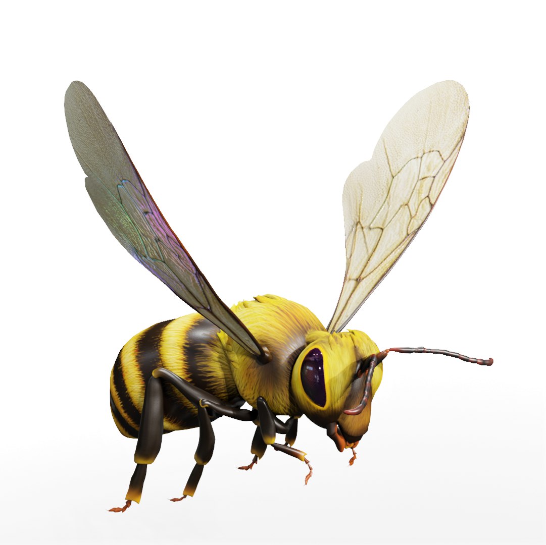3D Model Detailed Animated Honey Bee - TurboSquid 2093598