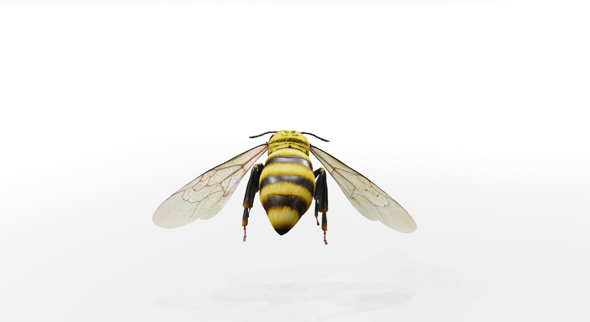3D Model Detailed Animated Honey Bee - TurboSquid 2093598