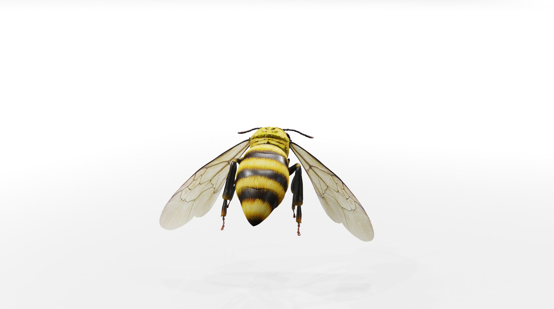 3D Model Detailed Animated Honey Bee - TurboSquid 2093598