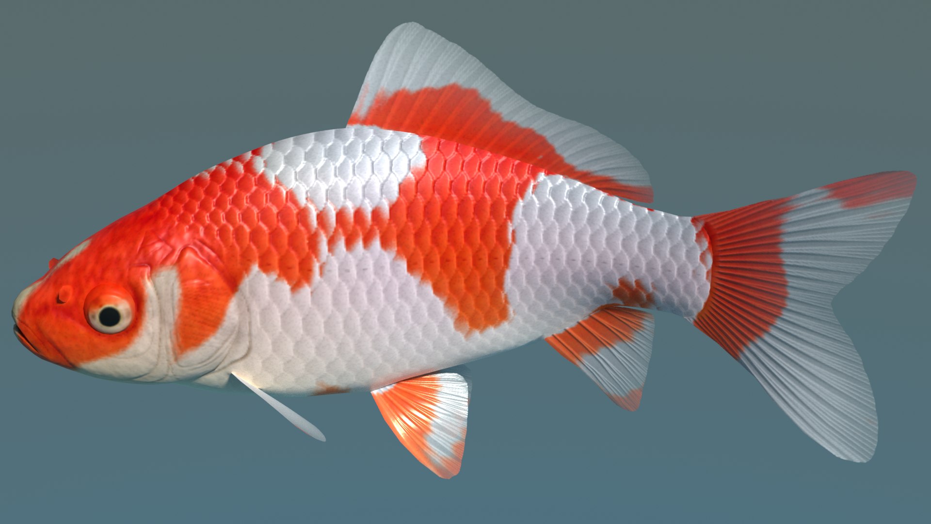 Fish Goldfish Wakin 3d Model