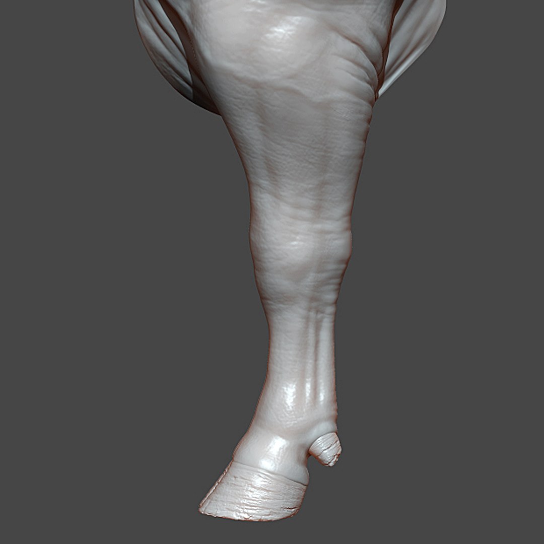 3D Bull Front Leg Highpoly Sculpt Model - TurboSquid 1809065