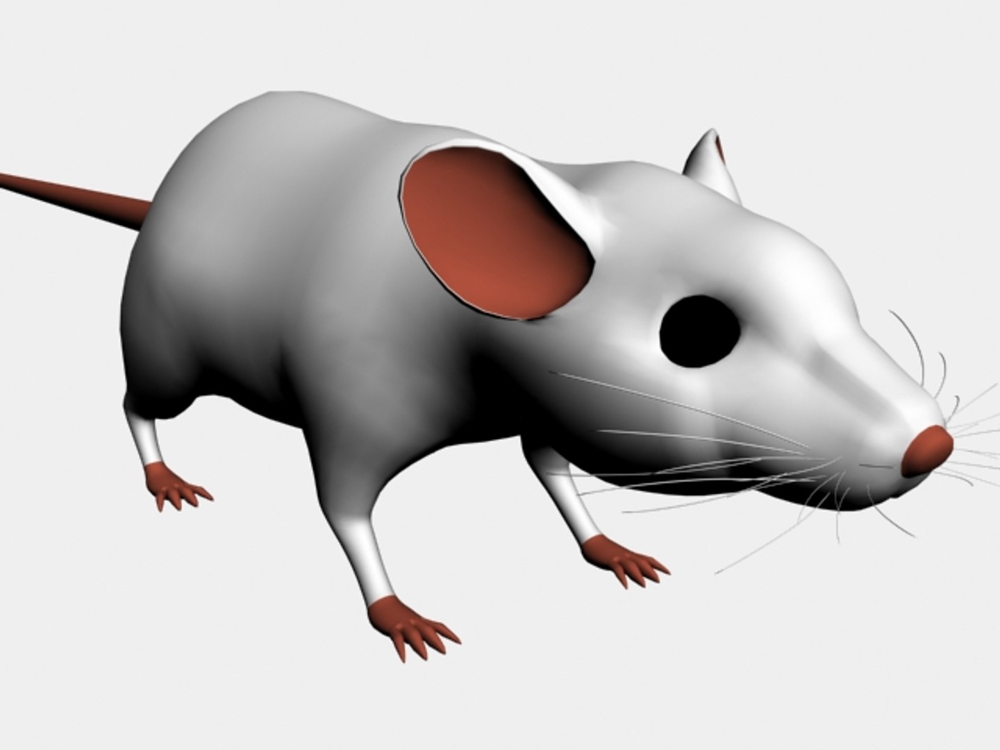 Realistic Mouse 3d Model