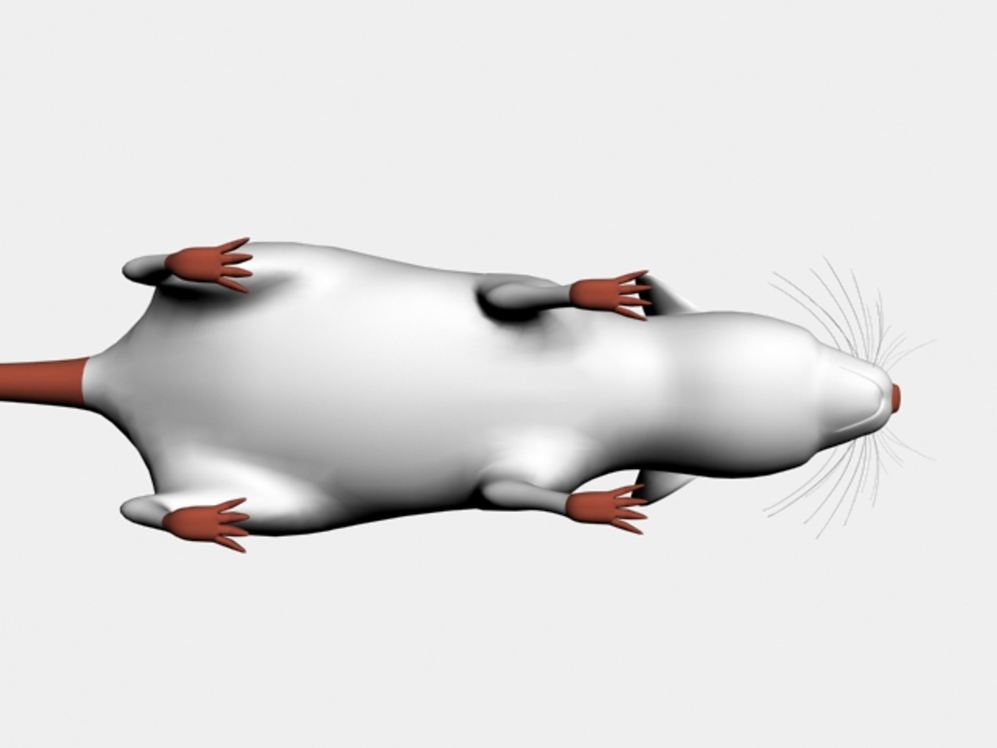 Realistic Mouse 3d Model