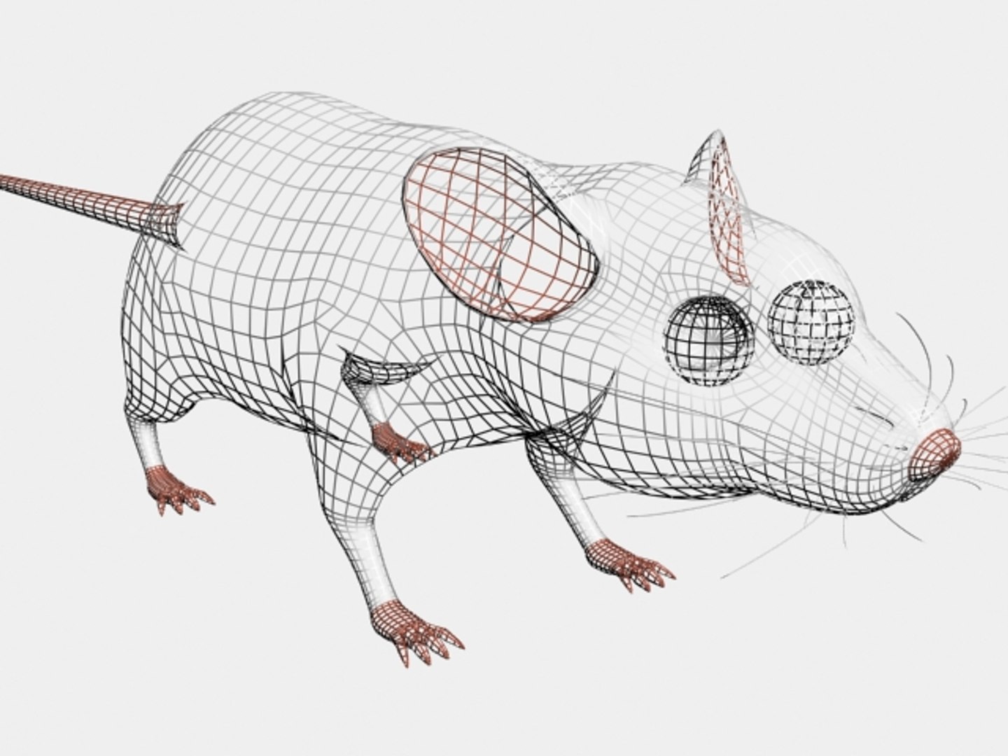 Realistic Mouse 3d Model